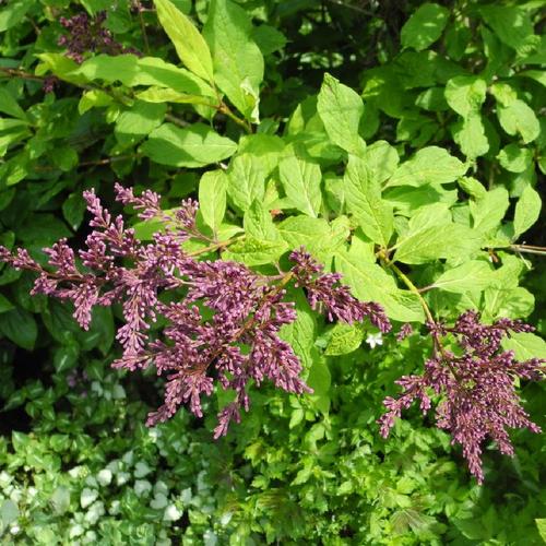 Lilac (Syringa villosa subsp. wolfii) in the Lilacs Database - Garden.org