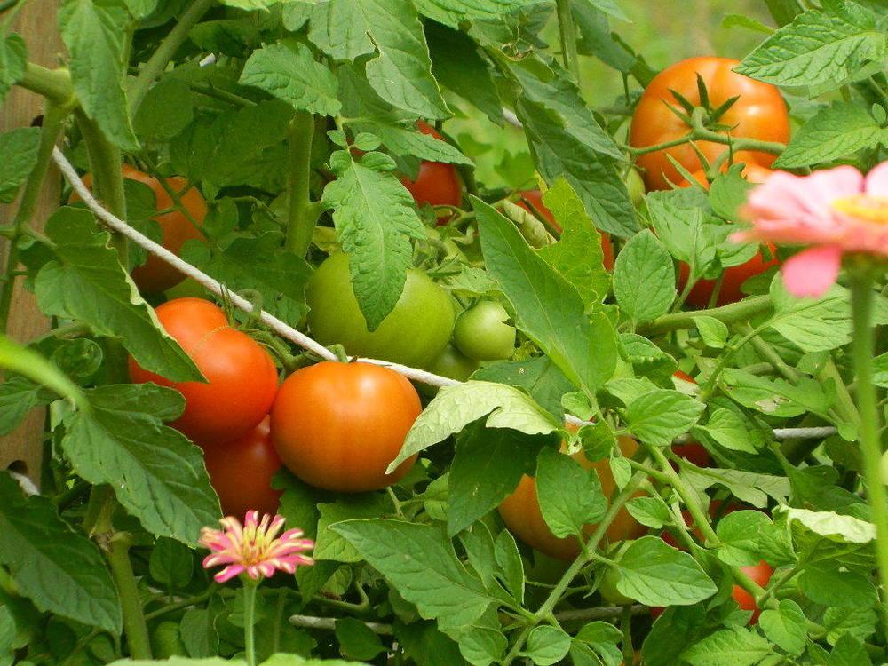 2021 Tomato Thread in the Vegetables and Fruit forum - Garden.org