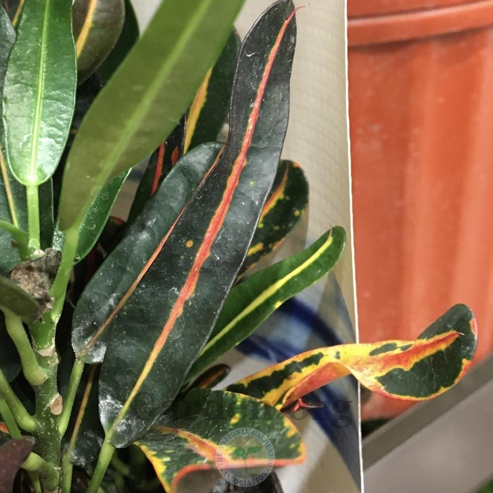 Croton (Codiaeum variegatum 'Batik') in the Crotons Database - Garden.org
