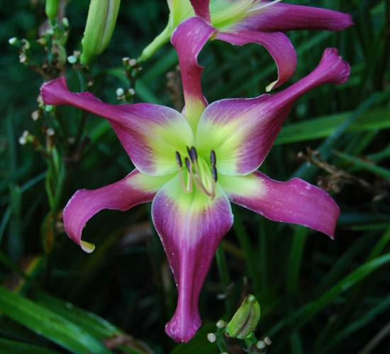 Daylily (Hemerocallis 'Raspberry Twizzler') in the Daylilies Database ...