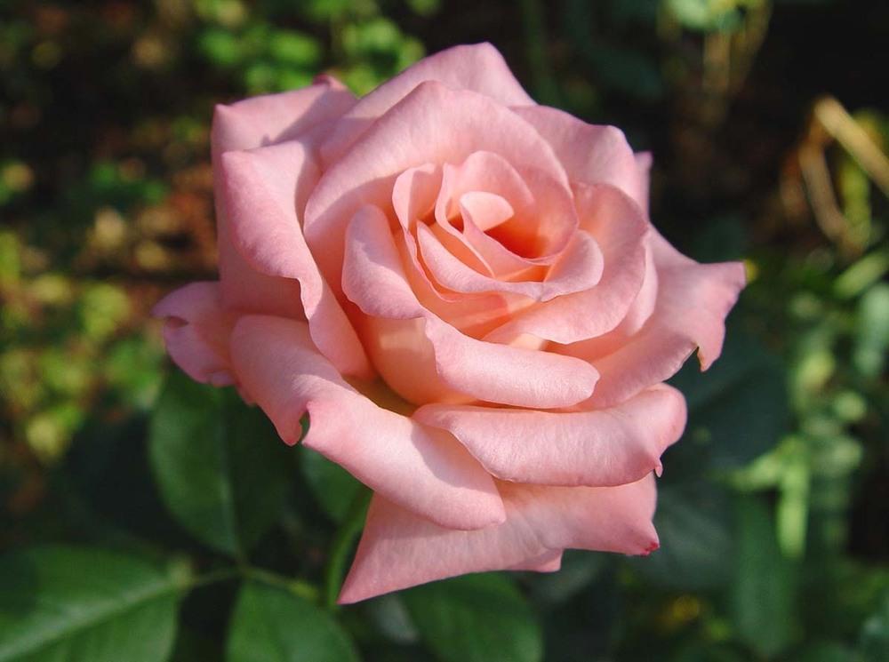 Rose (Rosa 'Barbara Bush') in the Roses Database - Garden.org