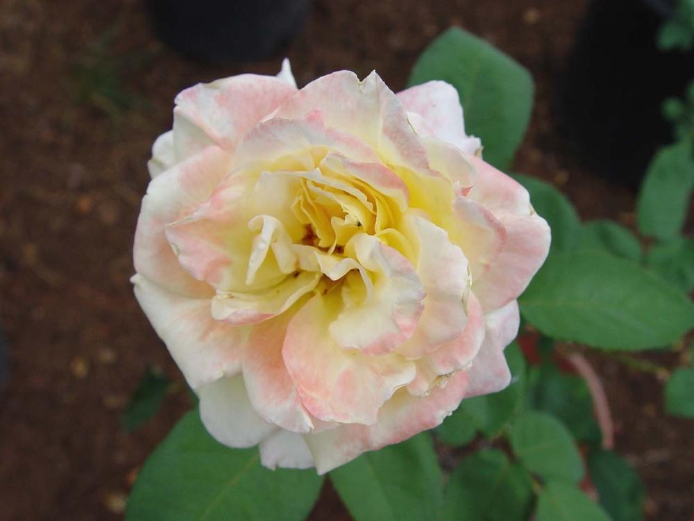 Rose (Rosa 'American Heritage') in the Roses Database - Garden.org