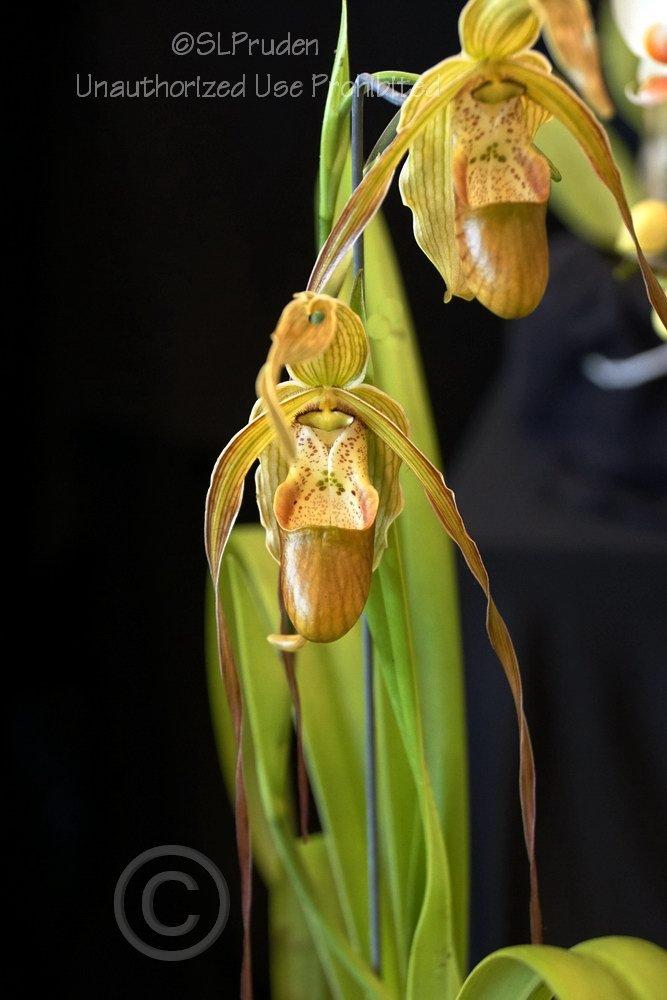 Orchid (Phragmipedium Grande 'Black as Night') - Garden.org