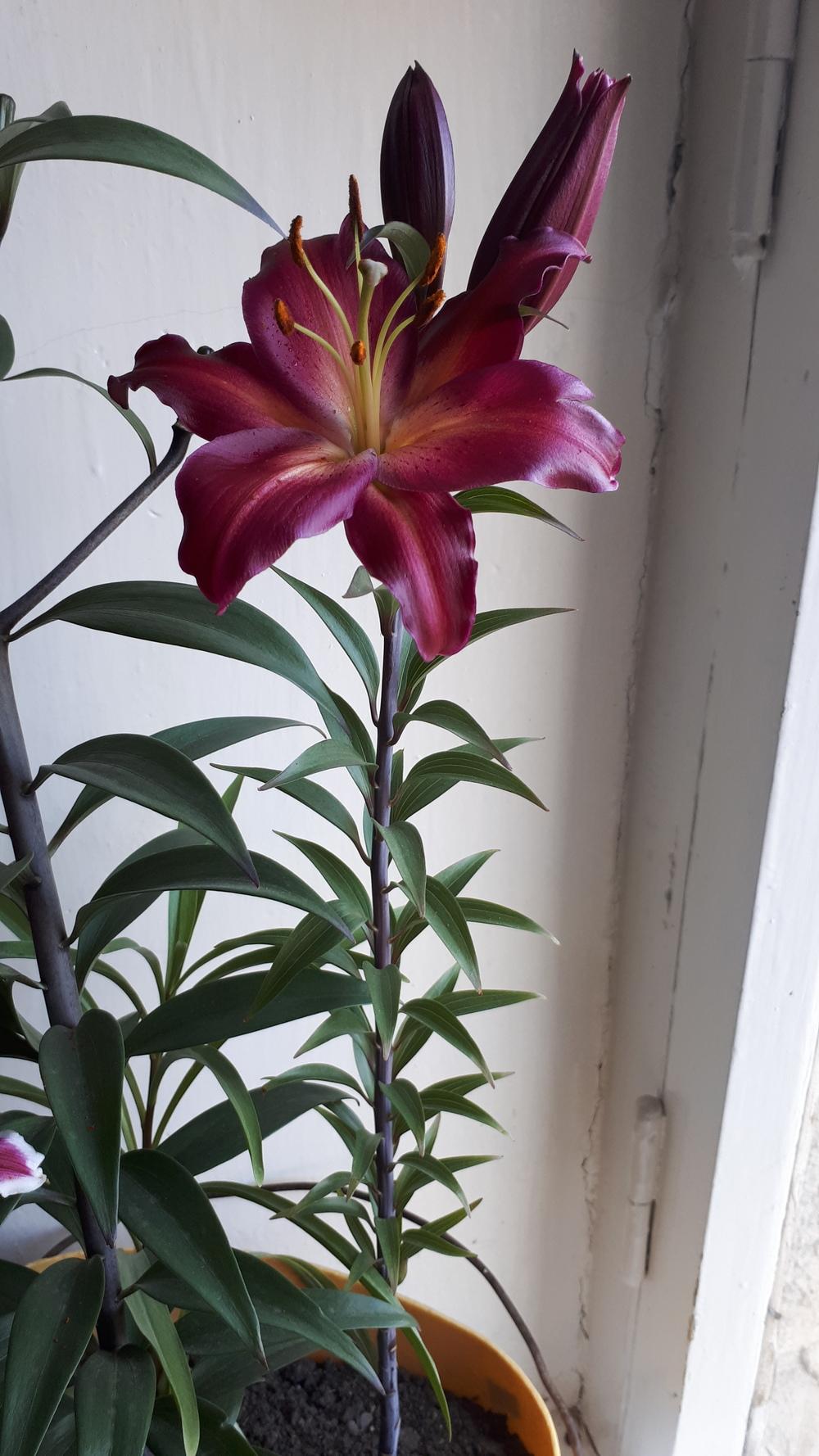 Lily (Lilium 'Avinger') in the Lilies Database - Garden.org