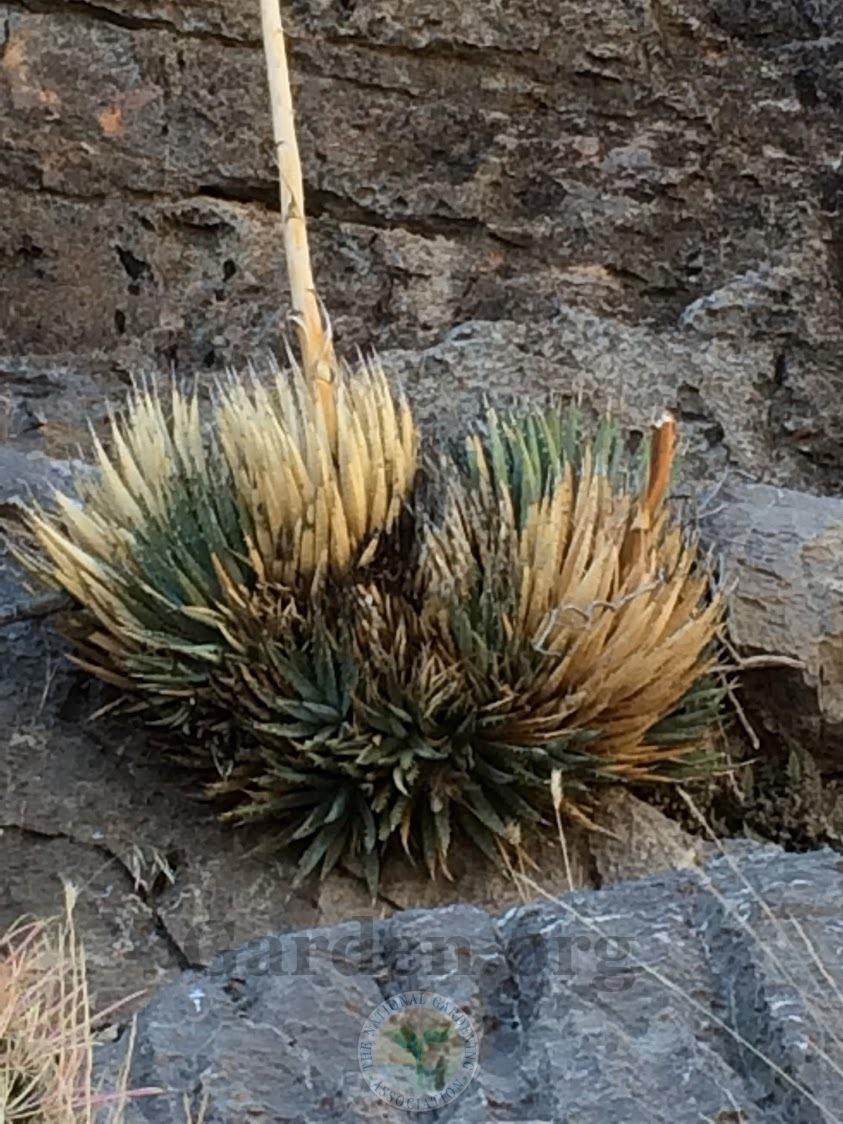 Photo of the entire plant of Utah Agave (Agave utahensis subsp ...