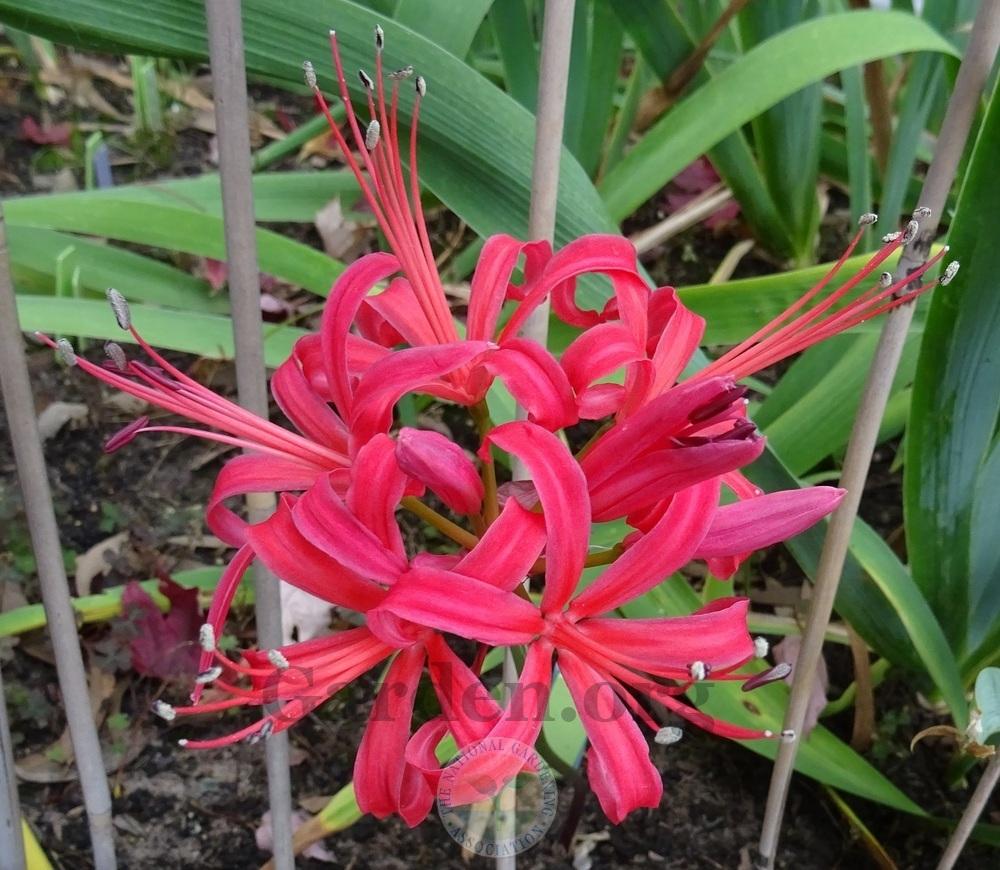 Cape Lilies: Plant Care and Collection of Varieties - Garden.org