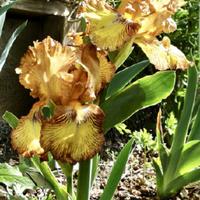 Tall Bearded Iris (Iris 'Lightning Streak') in the Irises Database ...