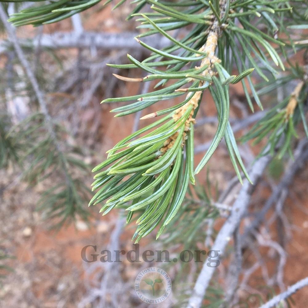 Photo of the emerging growth of Two-Needle Pinon Pine (Pinus edulis) posted by BlueOddish ...