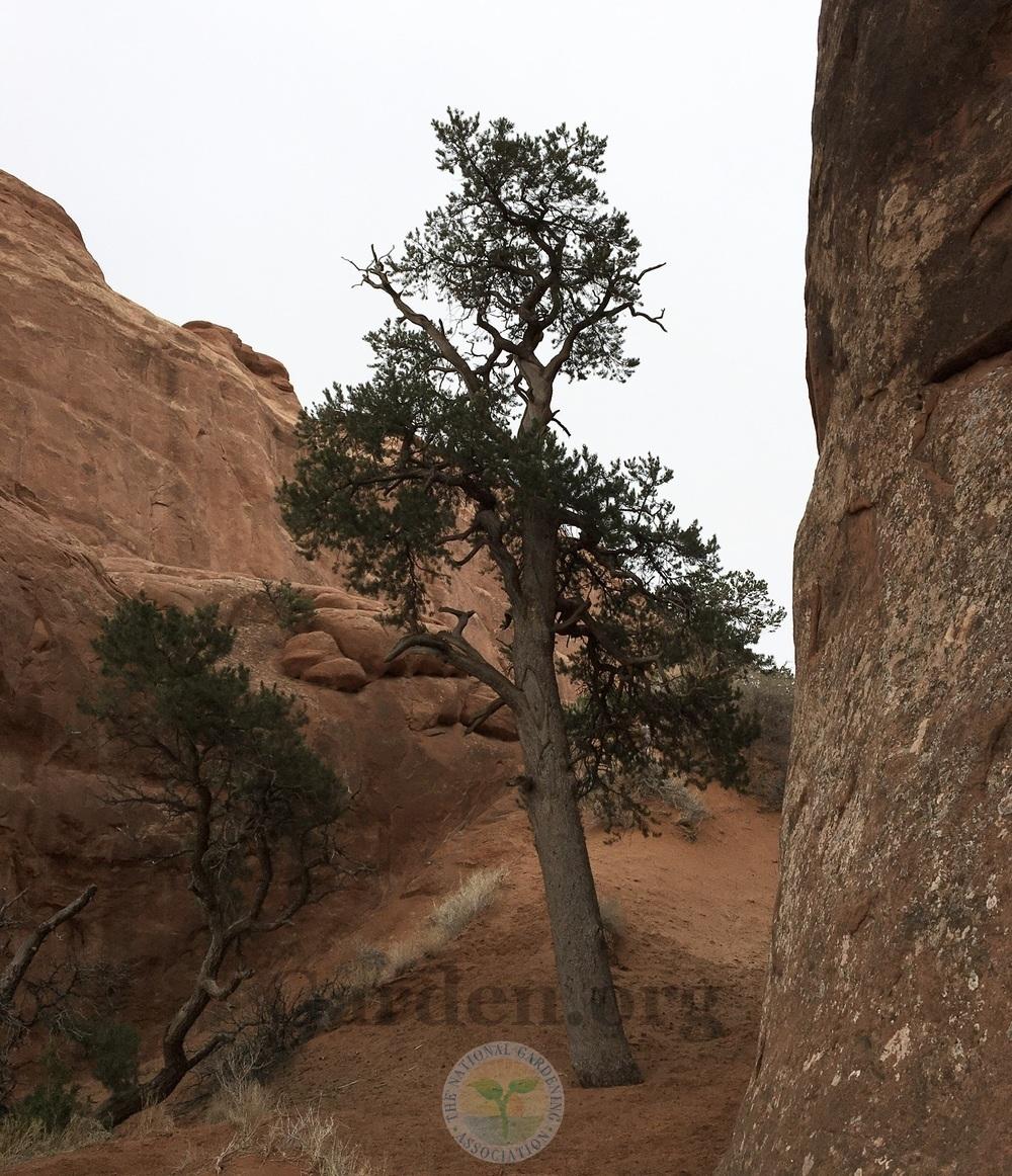 Photo of the entire plant of Two-Needle Pinon Pine (Pinus edulis ...