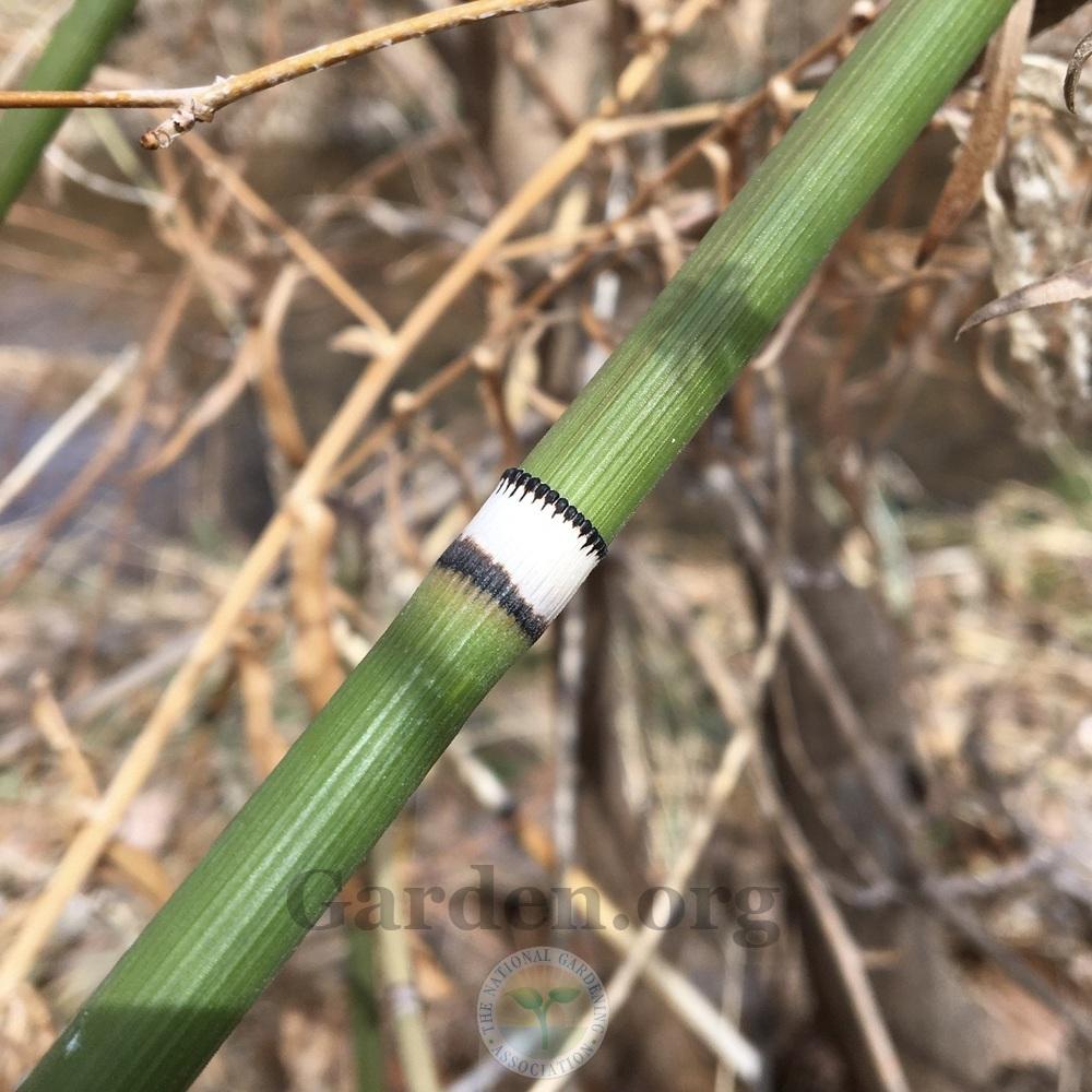 Photo of the stem, scape, stalk or bark of Common Scouring-Rush ...