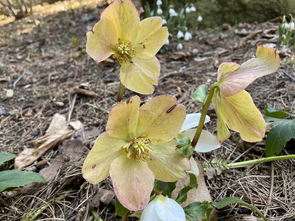 Photo of the bloom of Hellebore (Helleborus niger Gold Collection ...