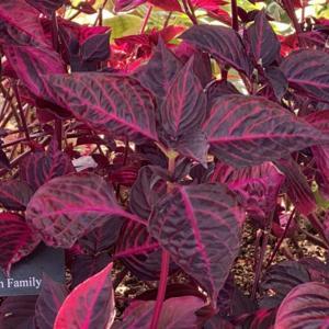 Bloodleaf (Iresine diffusa f. herbstii) - Garden.org