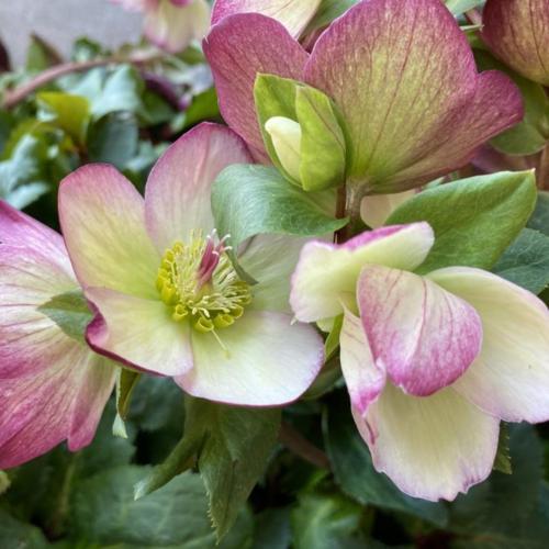 Lenten Rose (Helleborus Gold Collection® Ice n' Roses Rosado) in the ...