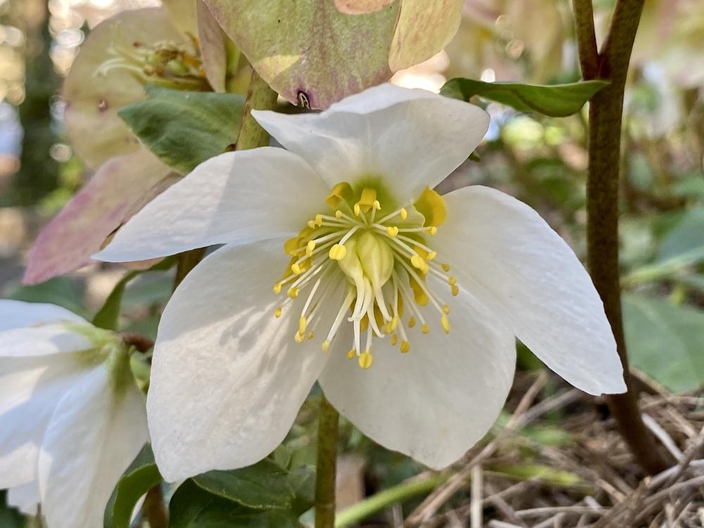 Photo of the bloom of Hellebore (Helleborus niger Gold Collection ...