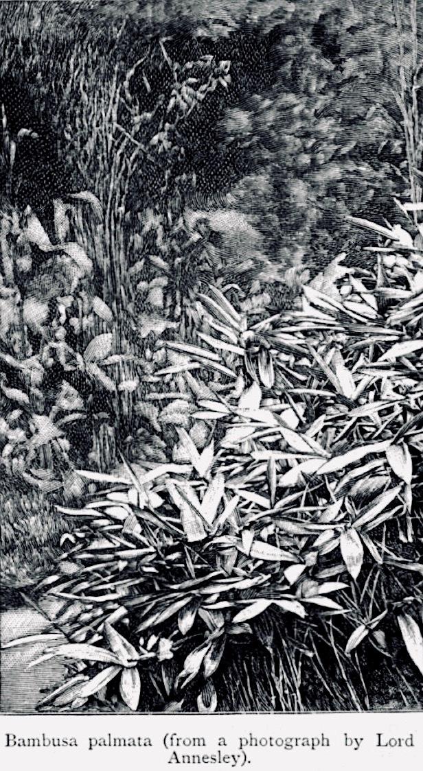 Broadleaf Bamboo (Sasa palmata) - Garden.org