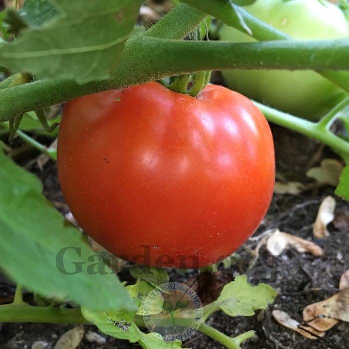 Tomato (Solanum lycopersicum 'Heatmaster') in the Tomatoes Database ...