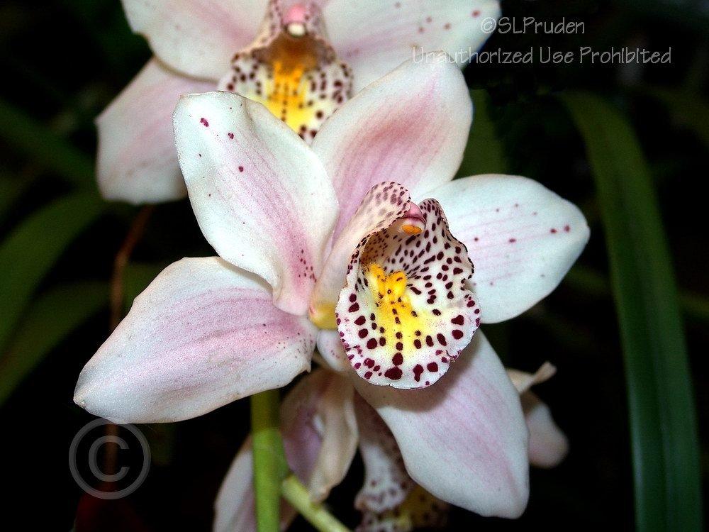 Orchid (Cymbidium Radiant Beam 'Mother's Love') - Garden.org