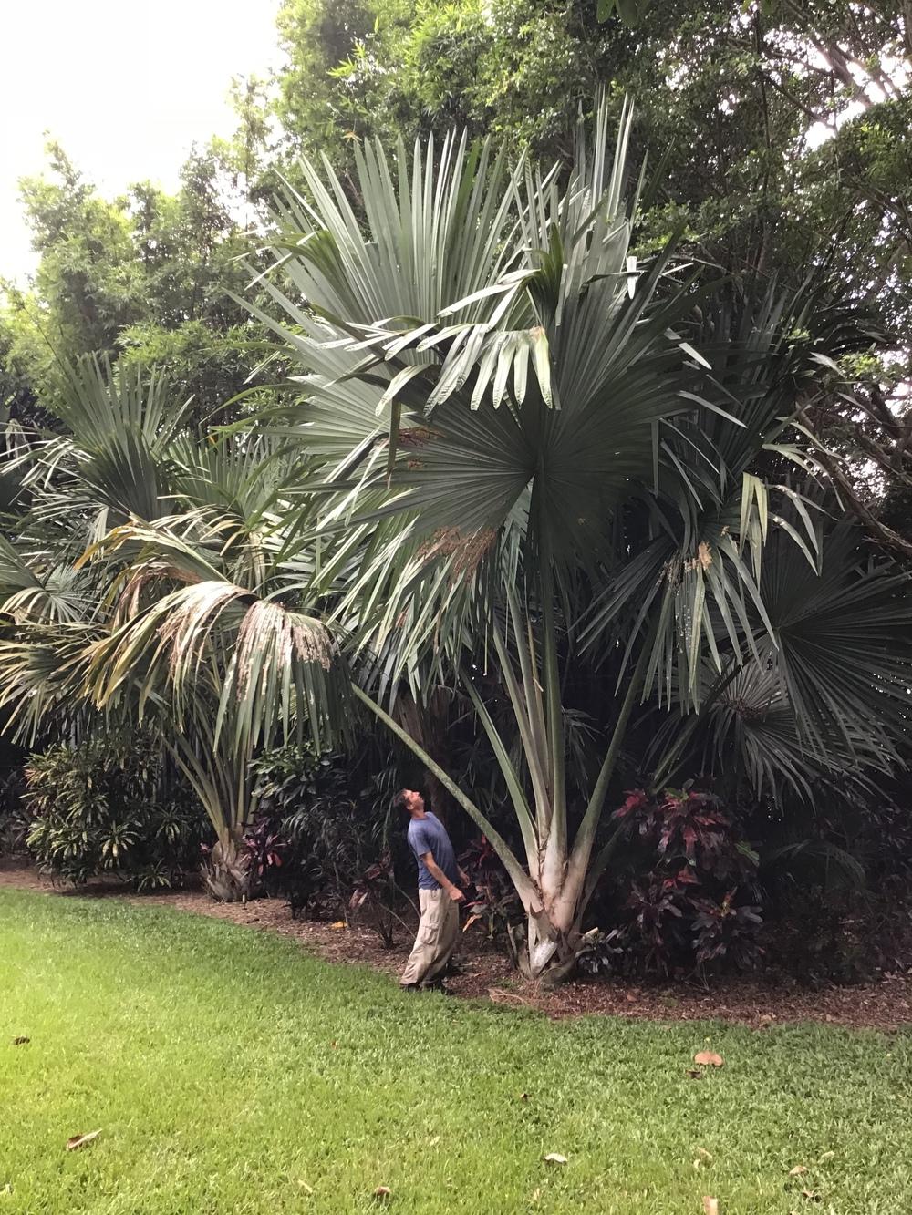 Tahina spectabilis - Garden.org