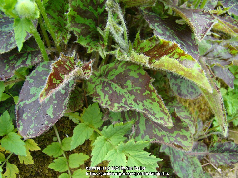 Spotted Hawkweed (Hieracium spilophaeum 'Leopard') - Garden.org