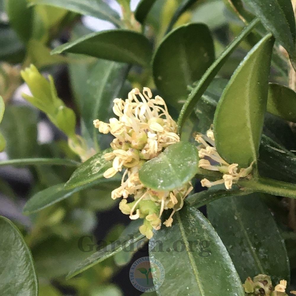 Common Boxwood (Buxus sempervirens 'Highlander') - Garden.org