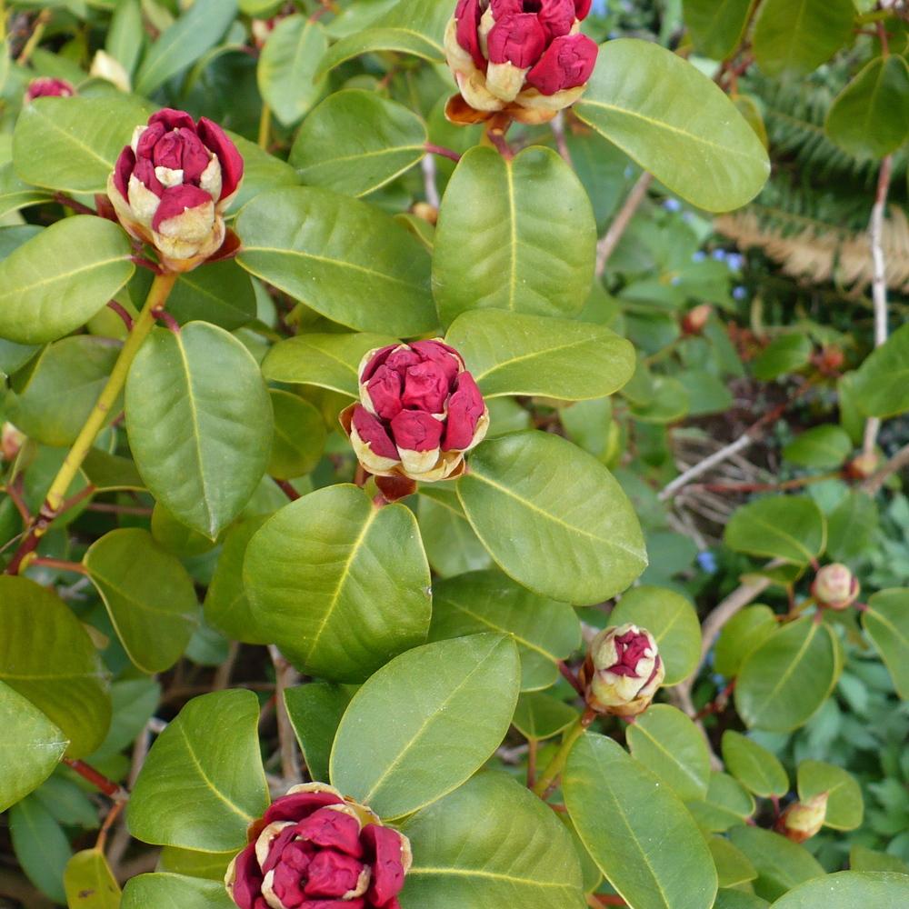 Rhododendrons: Plant Care and Collection of Varieties - Garden.org