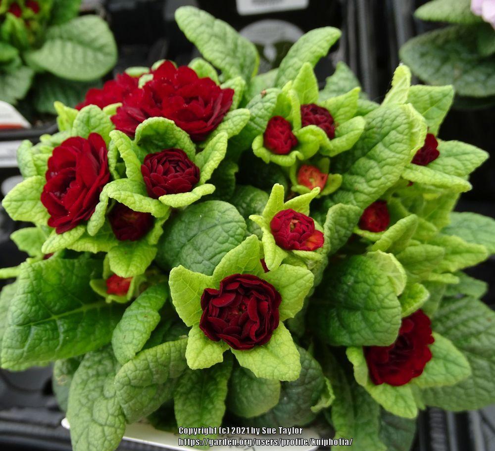 Photo of the bloom of Primrose (Primula vulgaris Belarina® Valentine ...