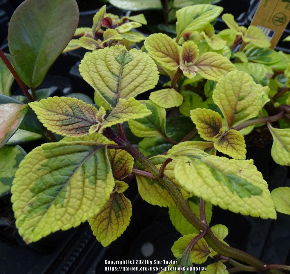 Coleus (Coleus scutellarioides 'Golden Beauty') in the Coleus Database ...