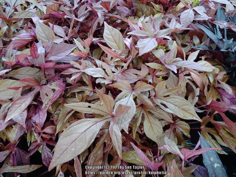 Sweet Potato (Ipomoea batatas SolarPower™ Red) in the Sweet Potatoes ...