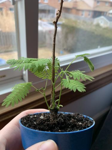 Mimosa Plant Propagation and Possible Rot/Mold in the Propagation forum ...