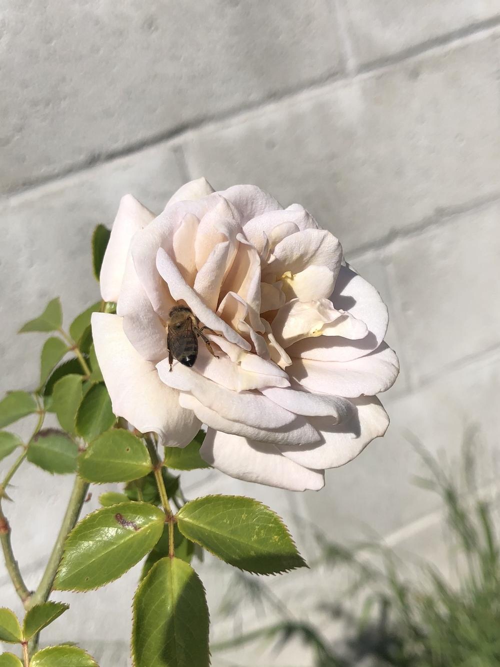 Rose (Rosa 'Cafe Ole') in the Roses Database - Garden.org