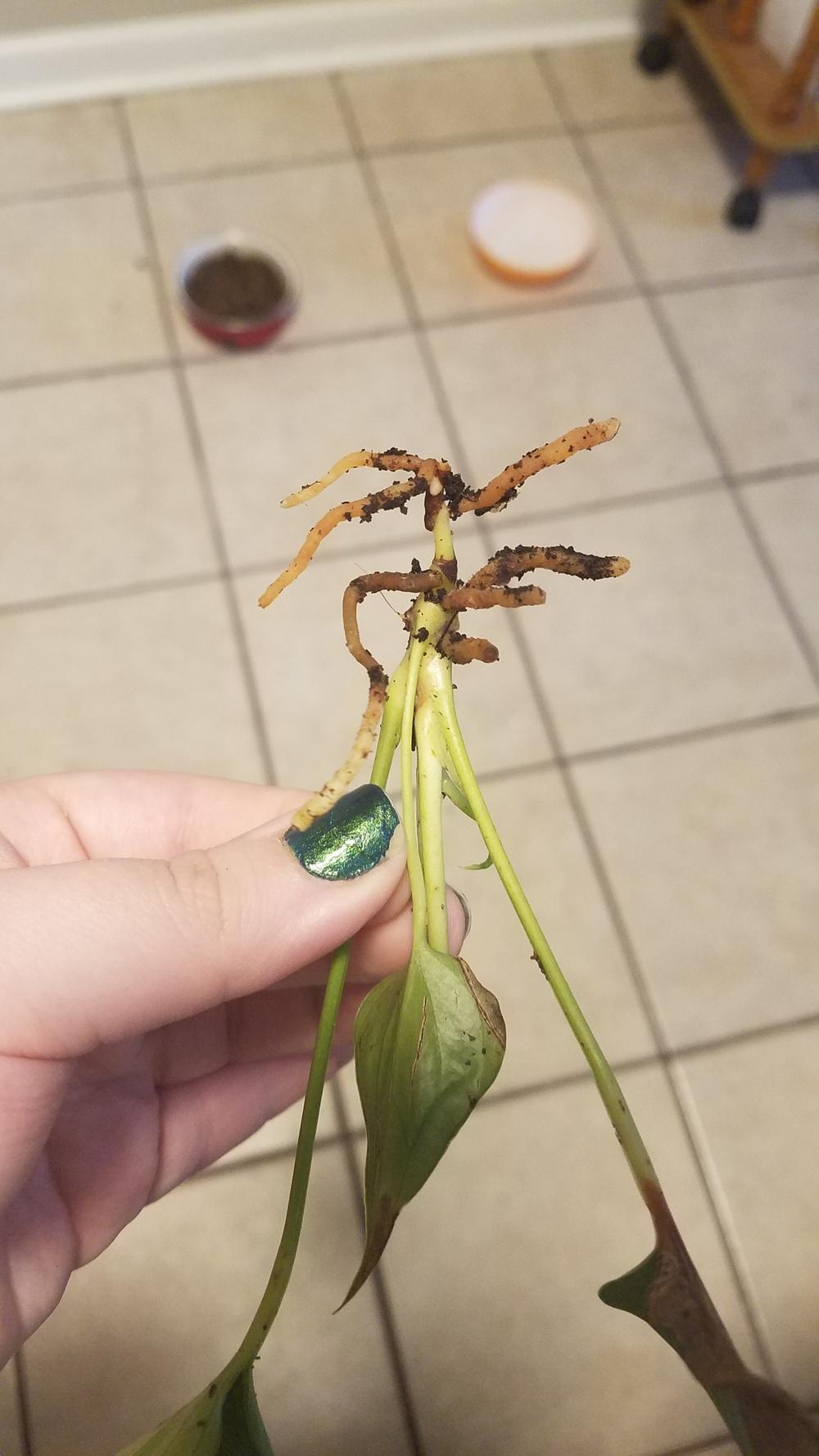 Salvaging anthuriums with root rot in the Houseplants forum - Garden.org