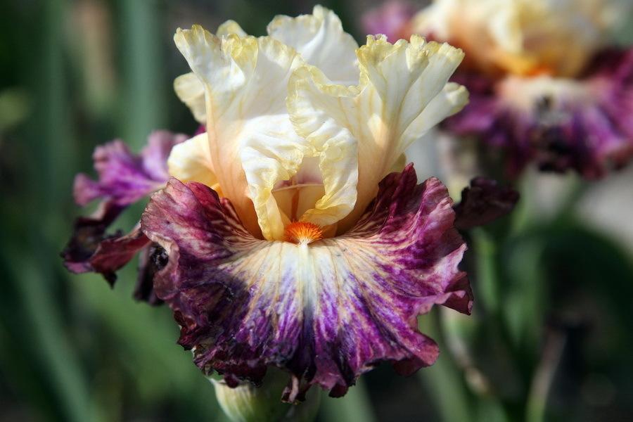 Tall Bearded Iris (Iris 'Zoned Out') in the Irises Database - Garden.org