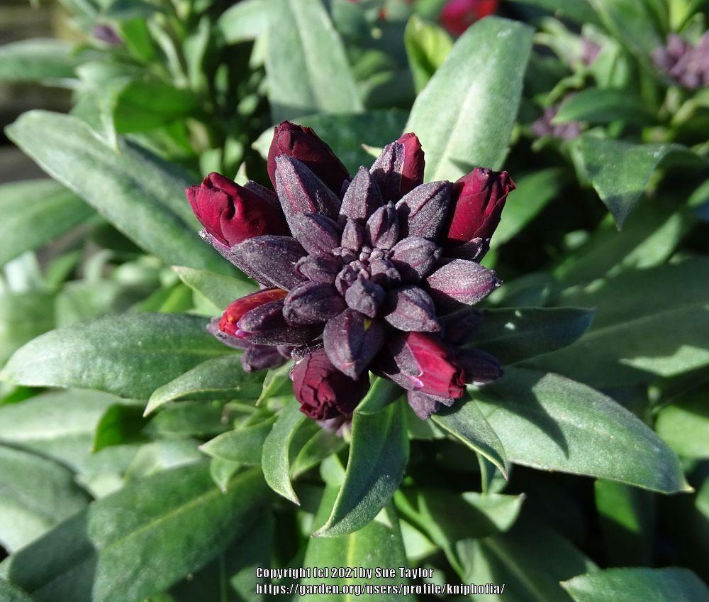Wallflower (Erysimum Winter™ Passion) - Garden.org