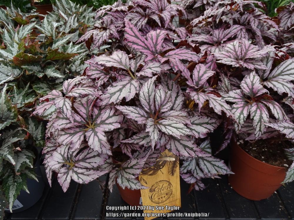 Begonia 'Super Nova' in the Begonias Database - Garden.org