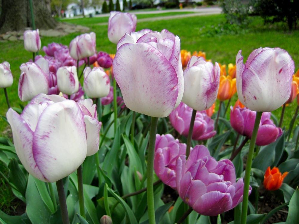 Triumph Tulip (Tulipa 'Shirley') in the Tulips Database - Garden.org