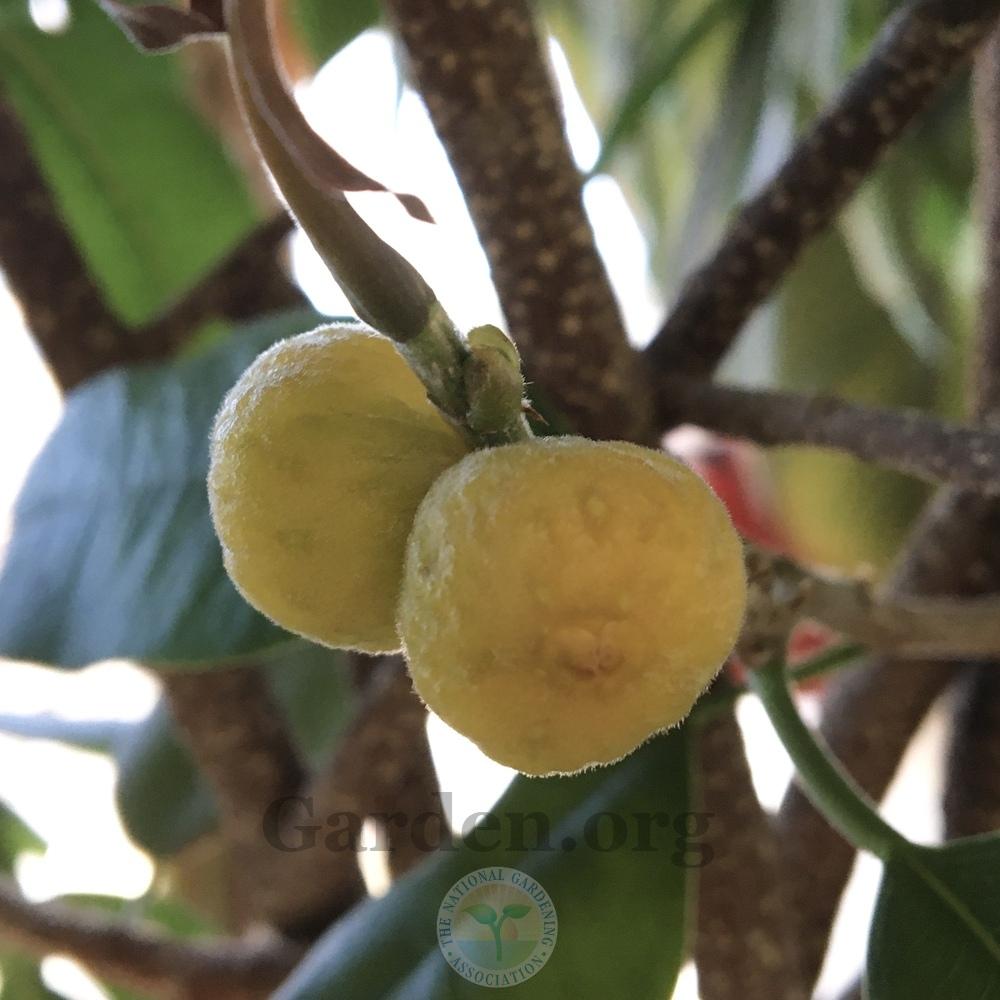 Photo of the fruit of Banana-Leaf Ficus (Ficus maclellandii 'Alii ...