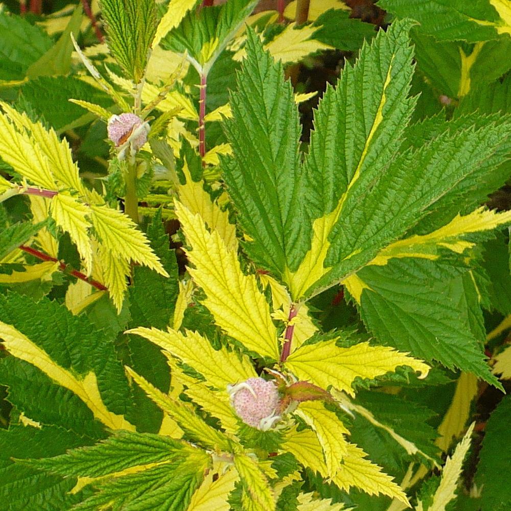Queen Of The Meadows (Filipendula ulmaria 'Variegata') - Garden.org
