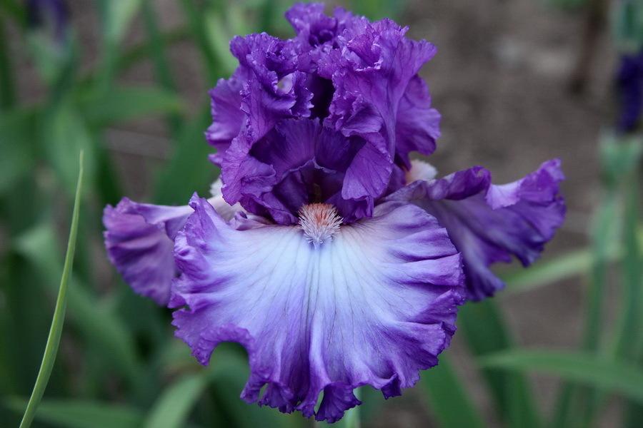 Tall Bearded Iris (Iris 'Russian Violet') in the Irises Database ...