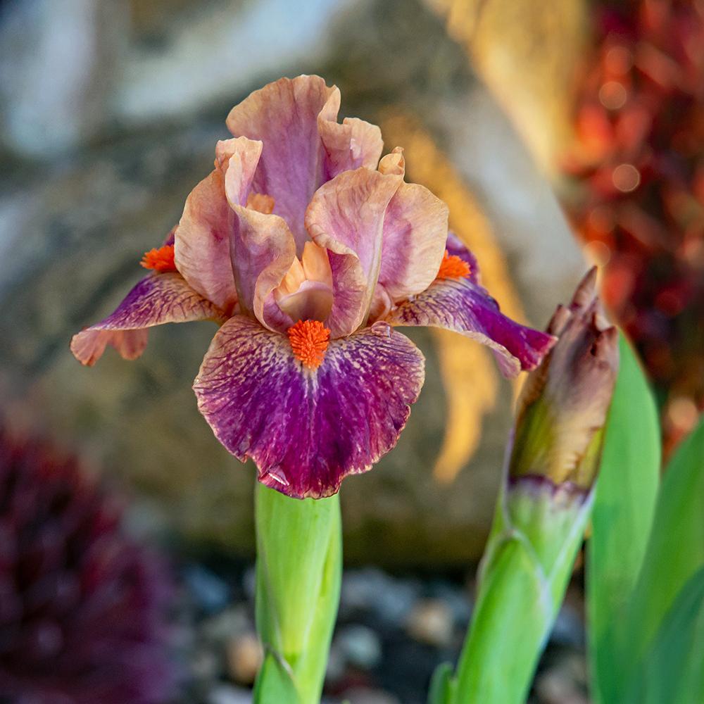 Miniature Dwarf Bearded Iris (Iris 'Tiny Clown') in the Irises Database ...