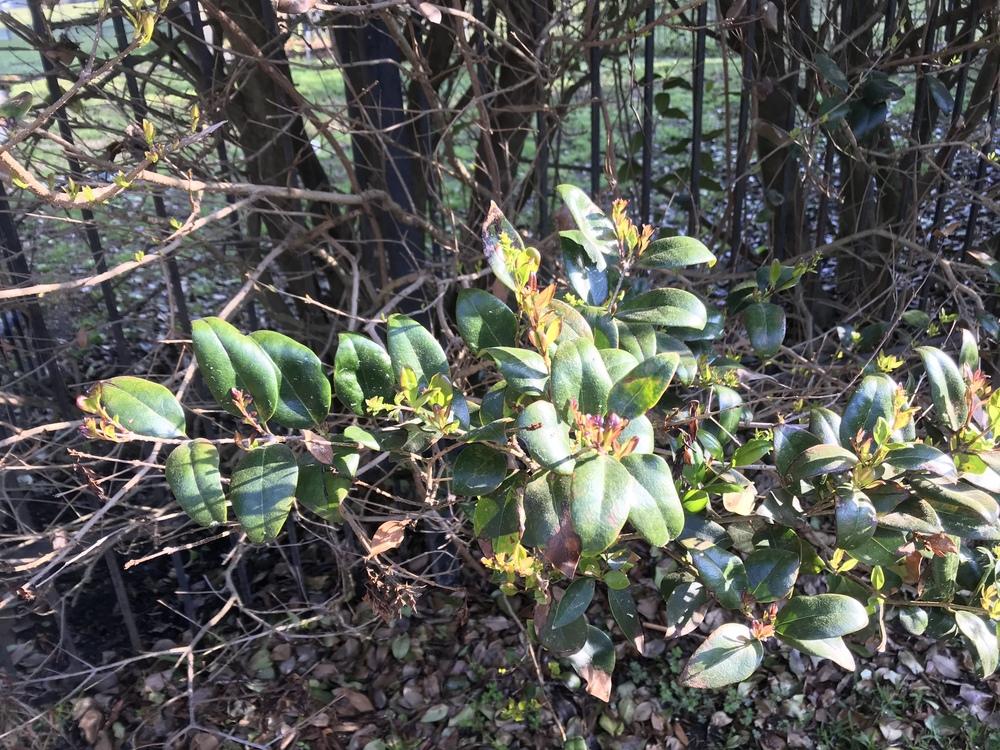 Hedge ID in the Plant ID forum - Garden.org