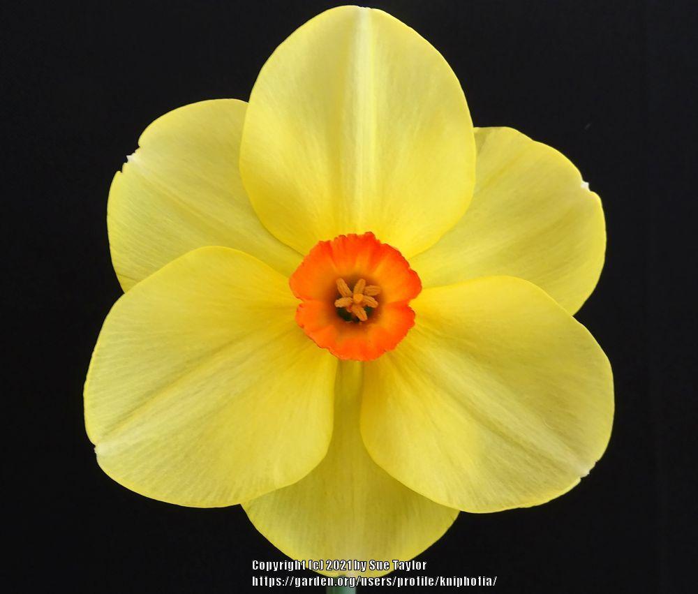 Photo of the bloom of Small Cupped Daffodil (Narcissus 'Samsara ...