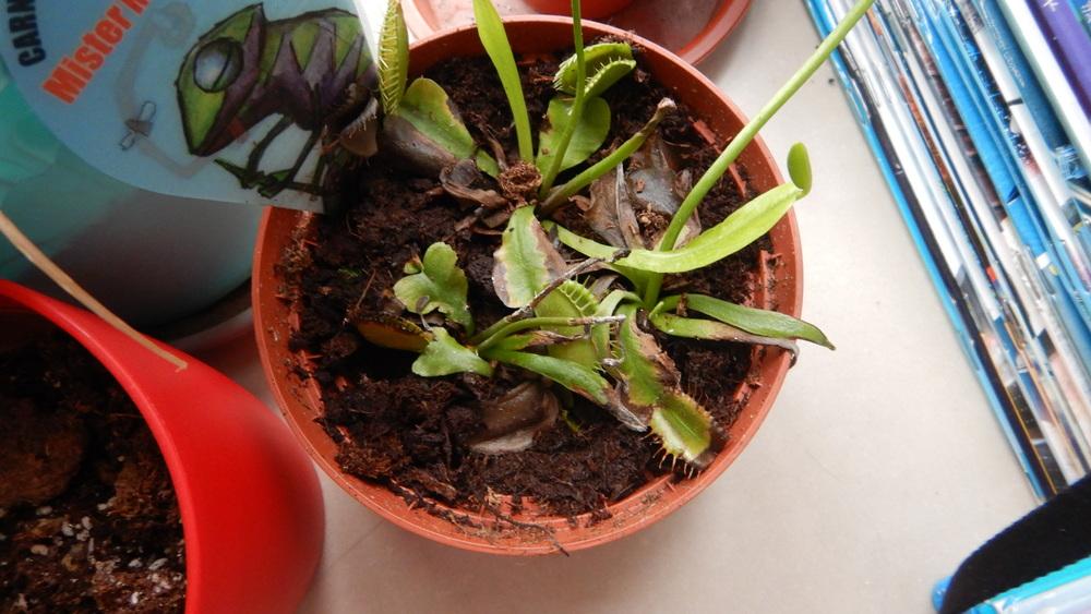 Why is my venus flytrap turning black? in the Ask a Question forum - Garden.org