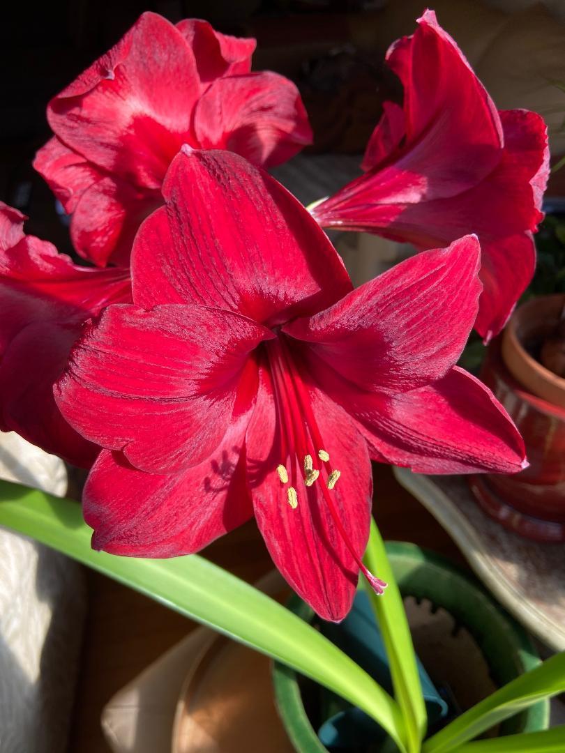 Amaryllis: Plant Care and Collection of Varieties - Garden.org