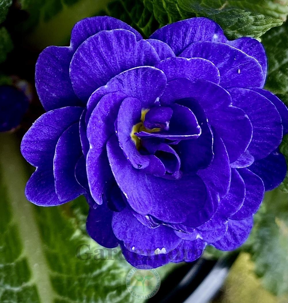 Photo of the bloom of English Primrose (Primula vulgaris Belarina® Blue ...