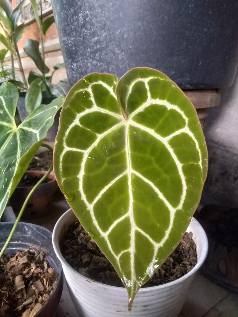 Photo of the leaves of Crystal Anthurium (Anthurium crystallinum ...