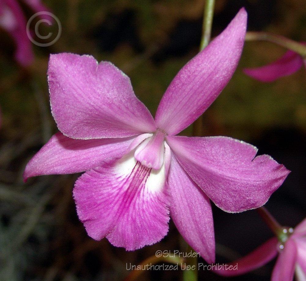 Orchid (Williamcookara Bill) - Garden.org