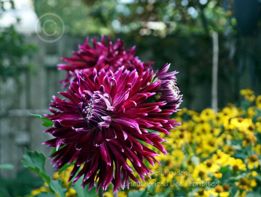 Dahlia 'Caproz Pizzazz' in the Dahlias Database - Garden.org