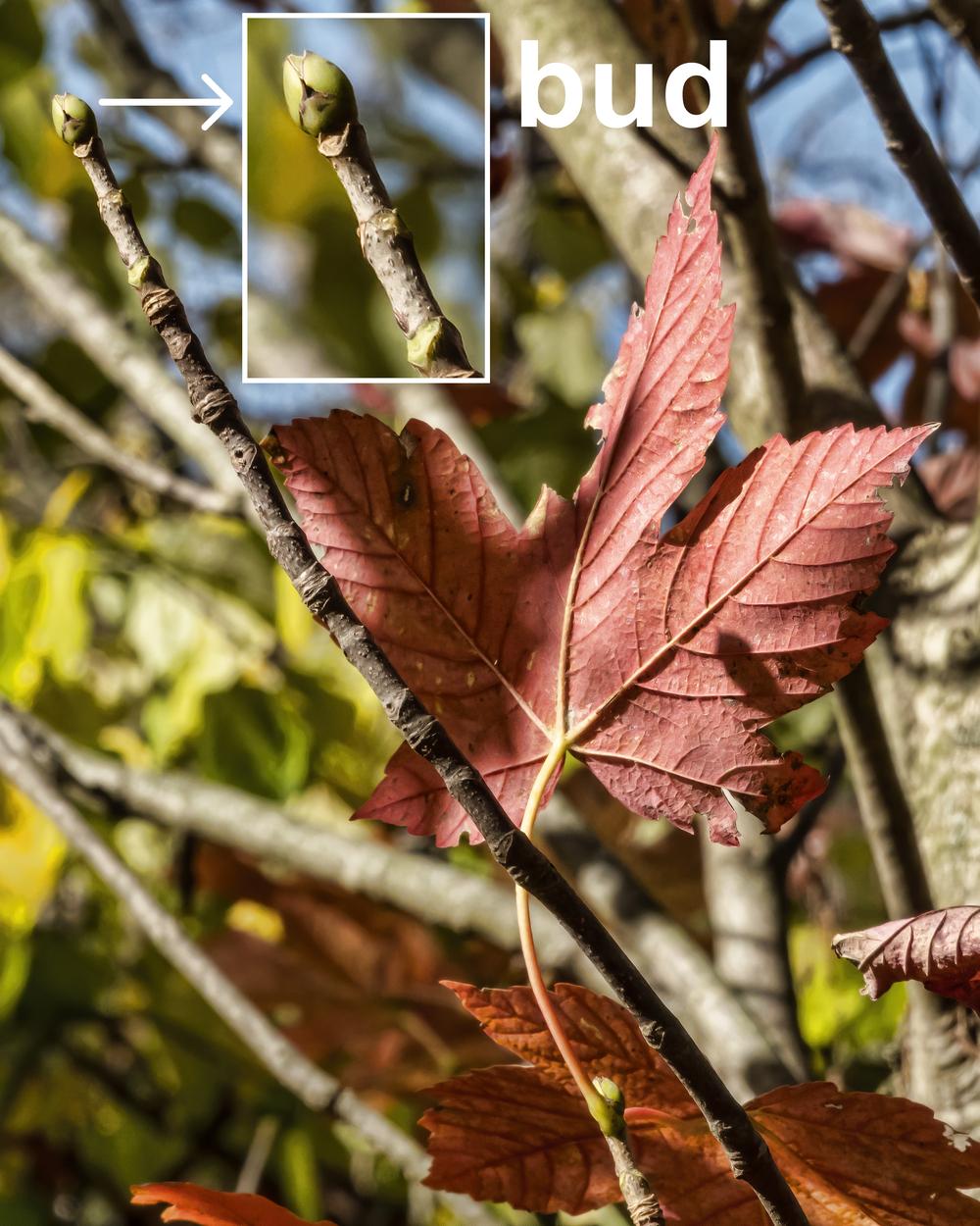 Photo of the closeup of buds, sepals and receptacles of Variegated ...