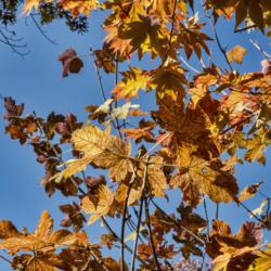 Photo of the leaves of Variegated Sycamore Maple (Acer pseudoplatanus ...