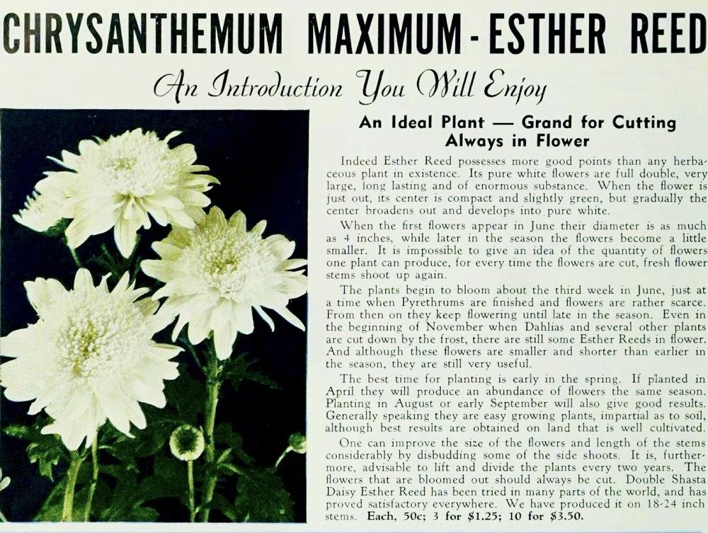 Shasta Daisy (Leucanthemum x superbum 'Esther Reed') in the Shasta ...